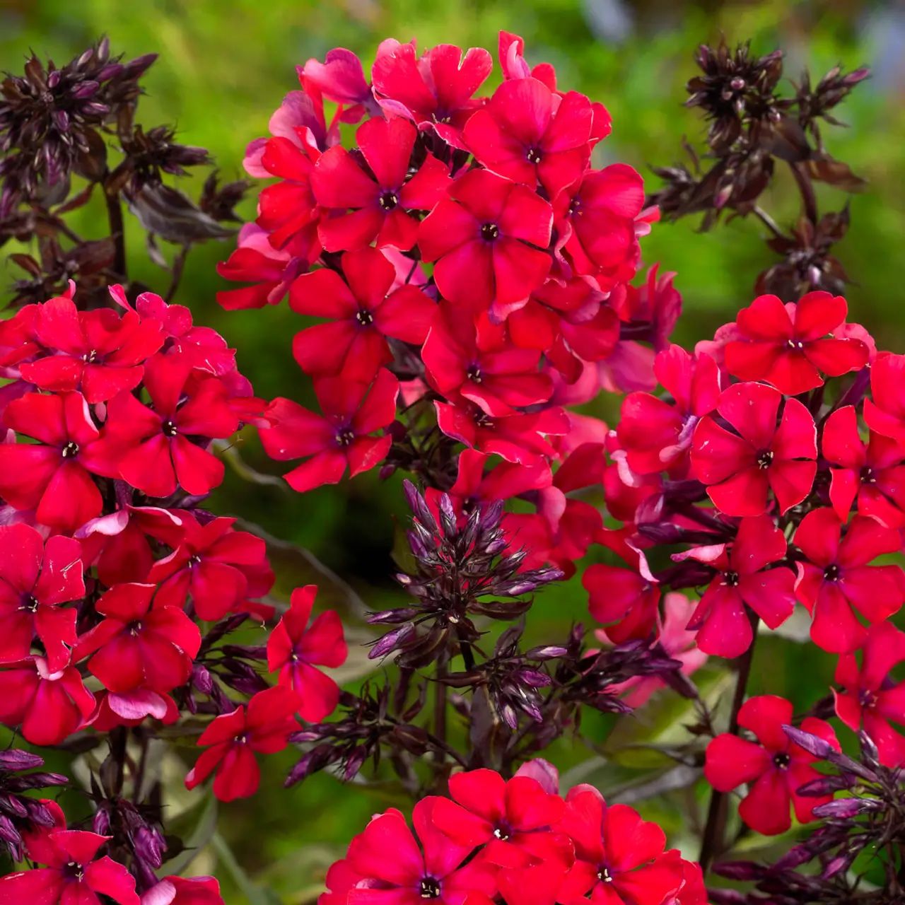 Phlox paniculata 'Starfire' - plamenac - Vrtni Centar Tvrtko