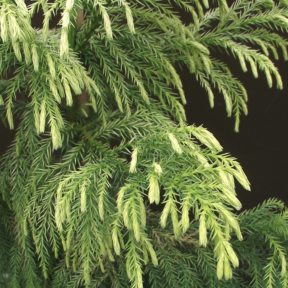 Cryptomeria japonica 'Sekkan' – japanski cedar - Vrtni Centar Tvrtko