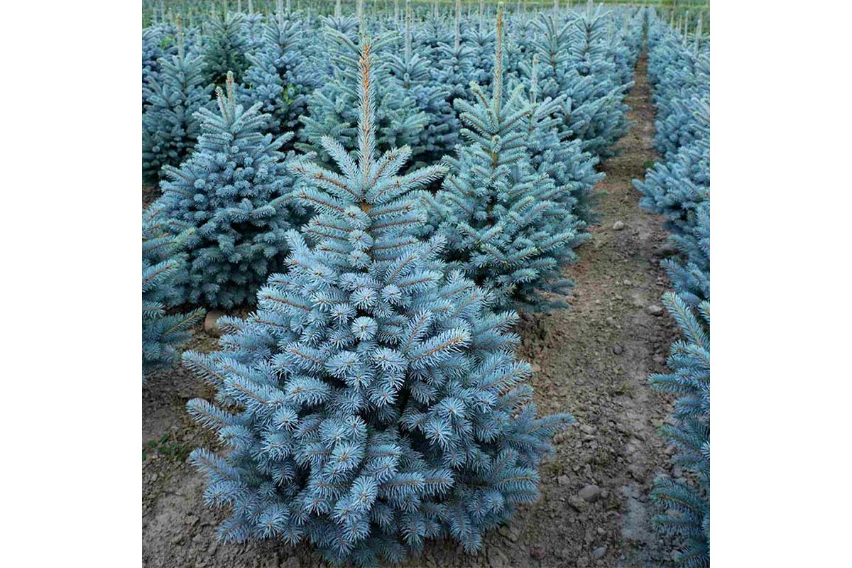 Picea pungens 'Super Blue' – plava smreka - Vrtni Centar Tvrtko