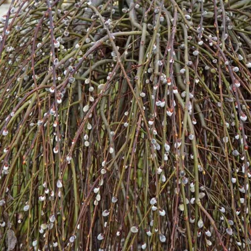 Salix caprea 'Kilmarnock' – cica-maca - Vrtni Centar Tvrtko
