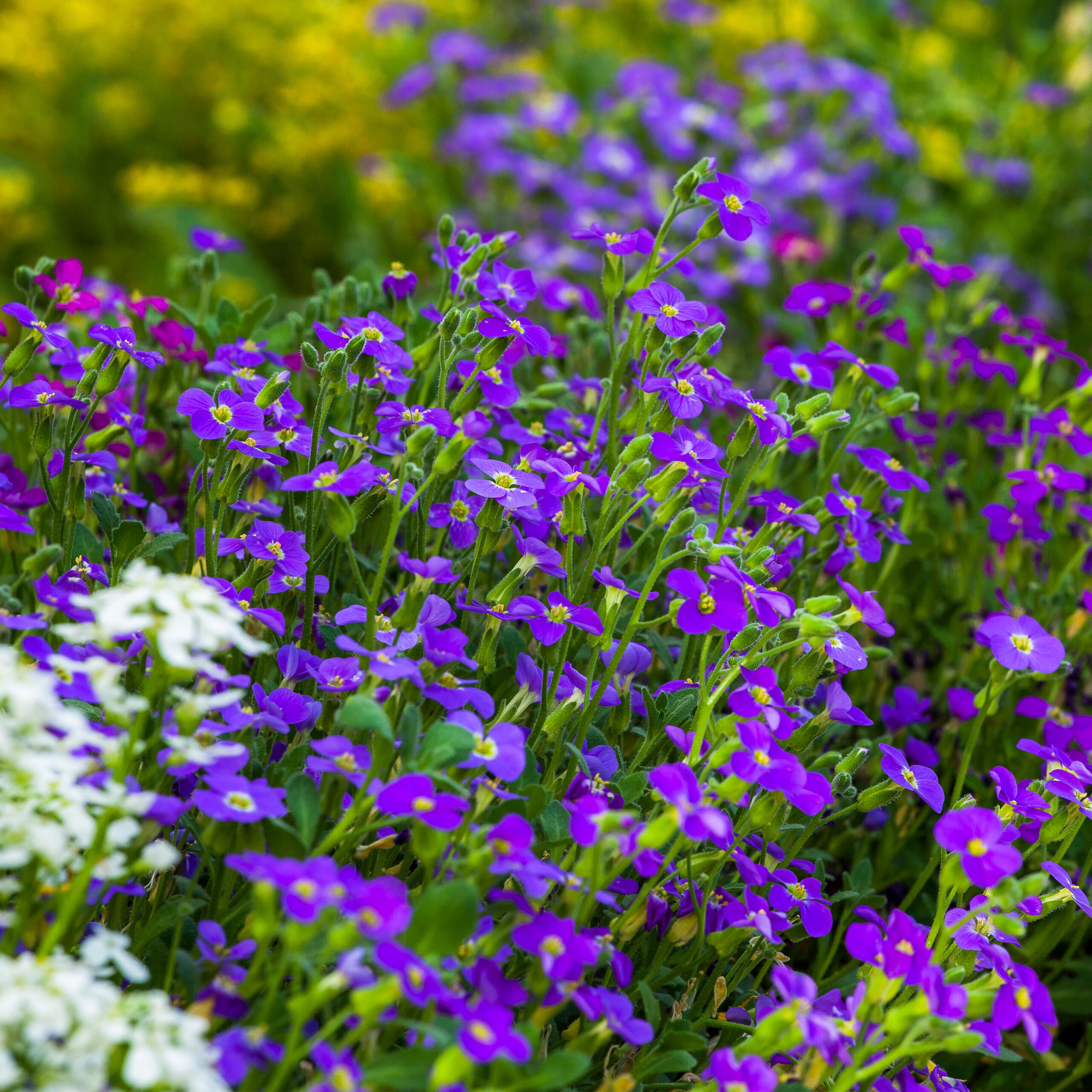 Aubrieta grac. 'Audrey Blue Shades' - Vrtni Centar Tvrtko