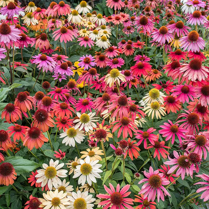 Echinacea mix - Vrtni Centar Tvrtko
