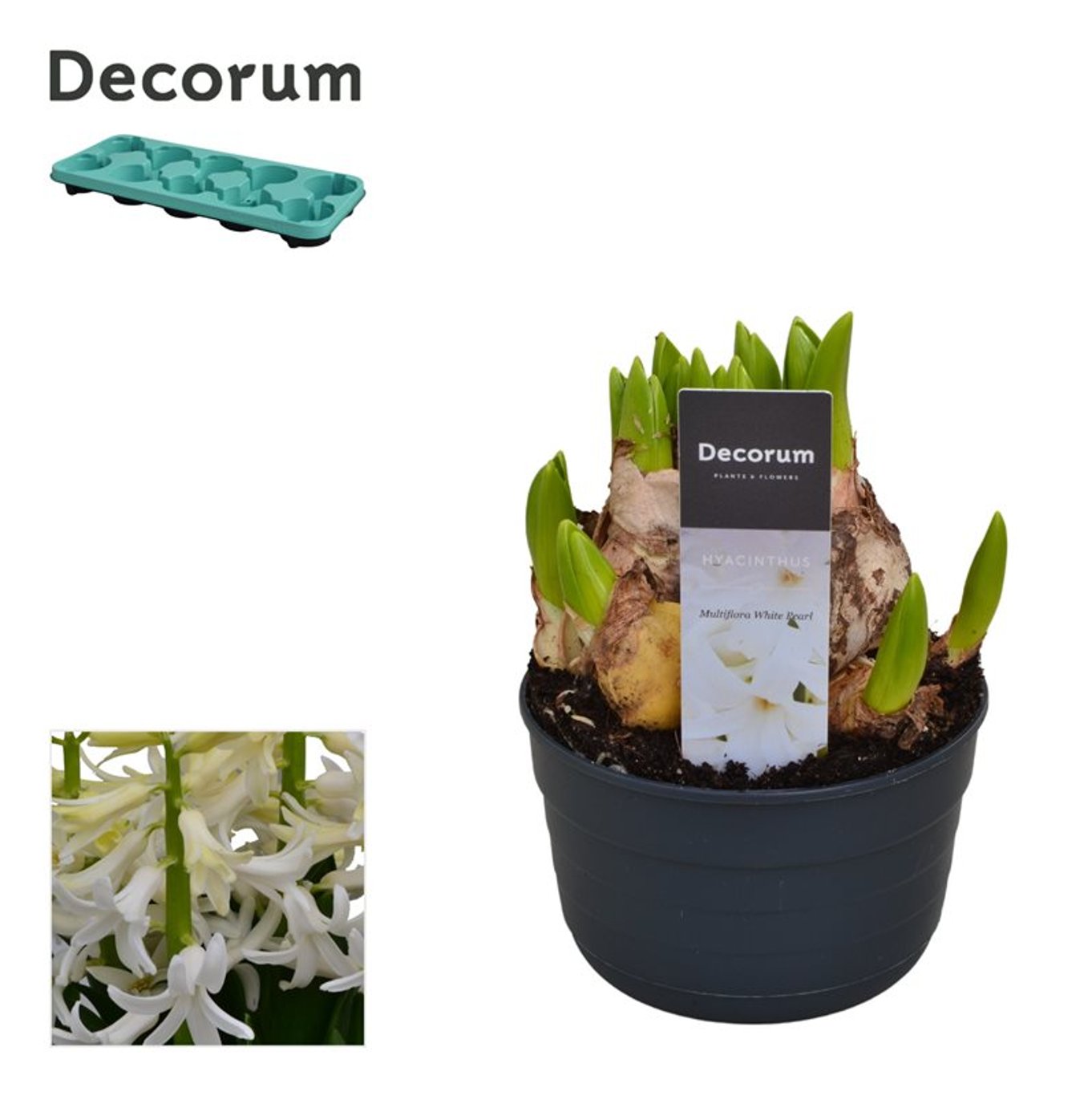Hyacinthus multiflora white - Vrtni Centar Tvrtko