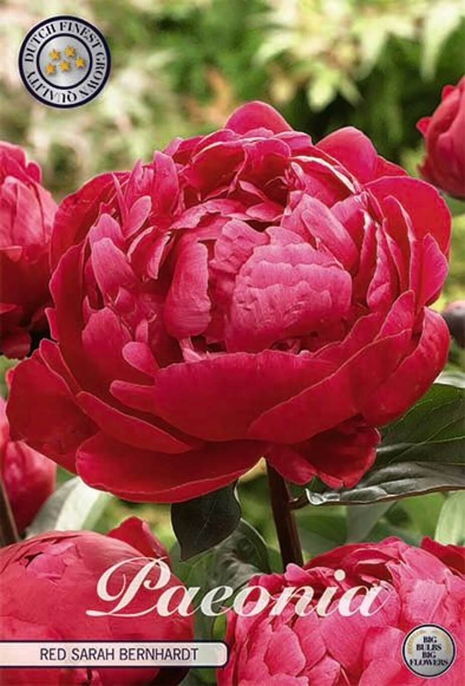 Paeonia lactiflora 'Red Sarah Bernhardt' ('Fiona') - Vrtni Centar Tvrtko
